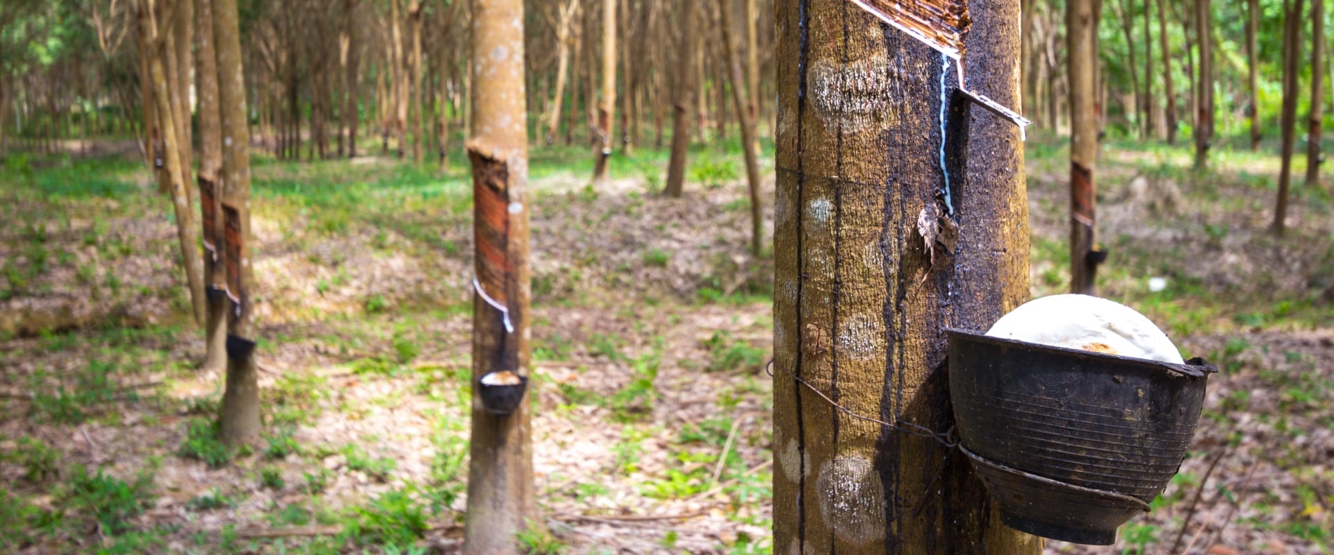 Sustainability Challenges in the Rubber Industry - Seals Direct